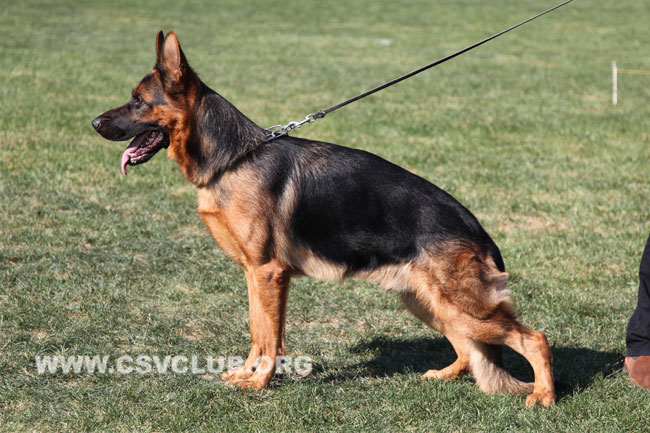 2011年CSV优胜繁殖展