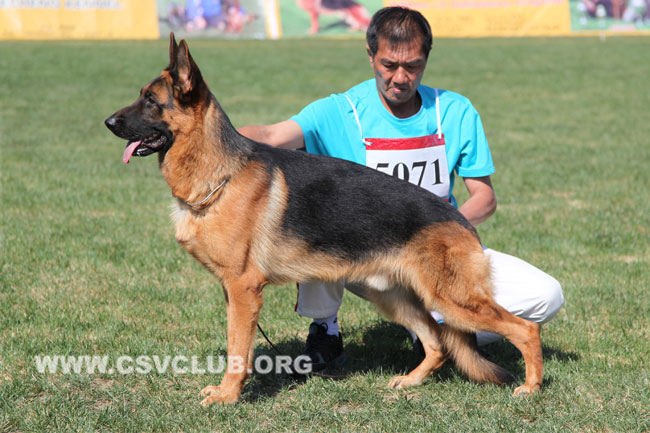 2011年CSV优胜繁殖展